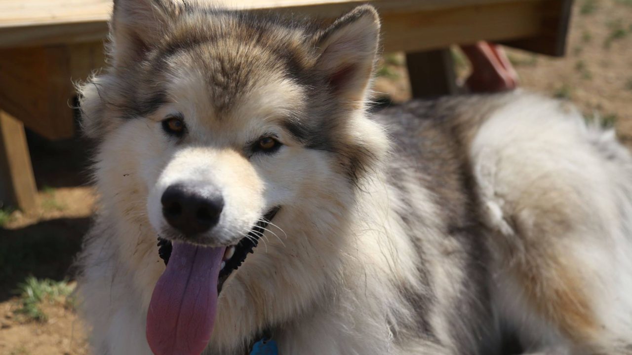 Who We Are – Stand Up For Animals