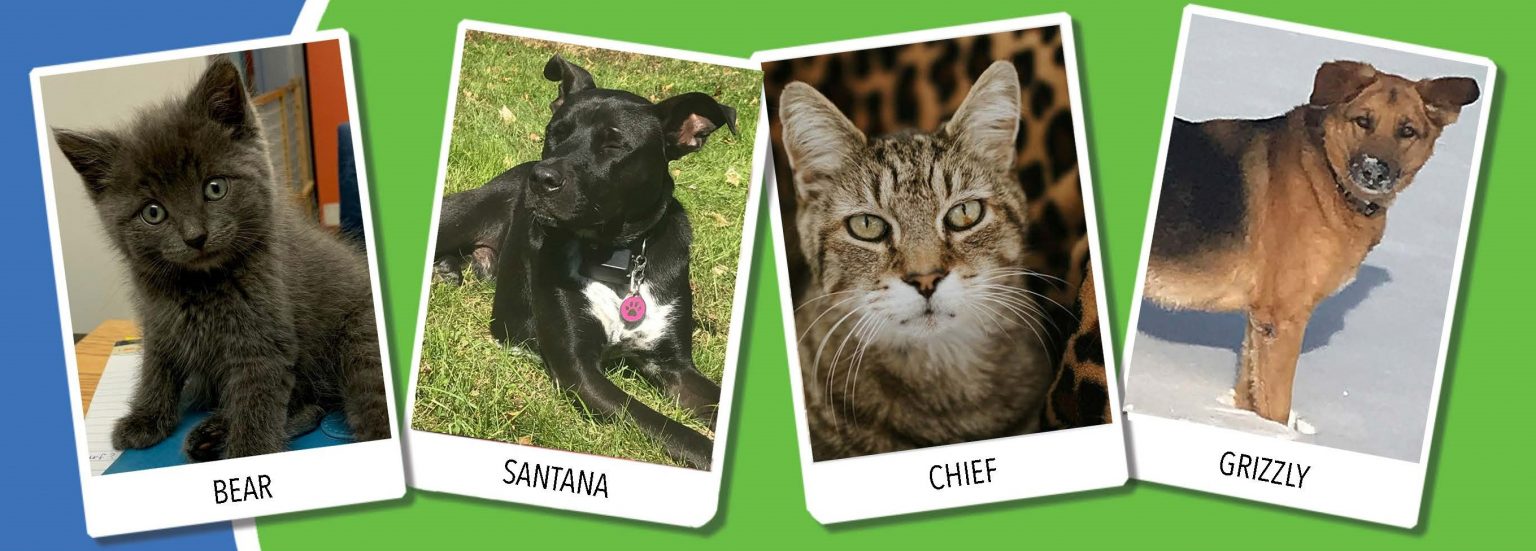 Stand Up For Animals – To promote the health and welfare of abandoned ...